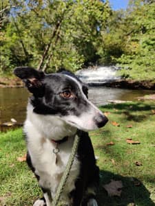 Black and white dog named Aby