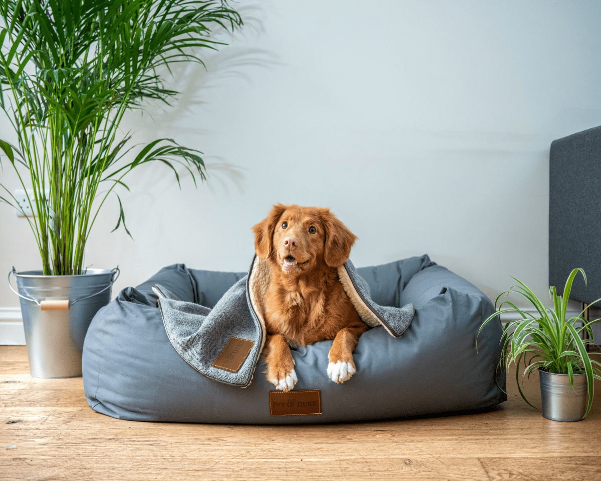 Brown fluffy dog laying on a grey bag